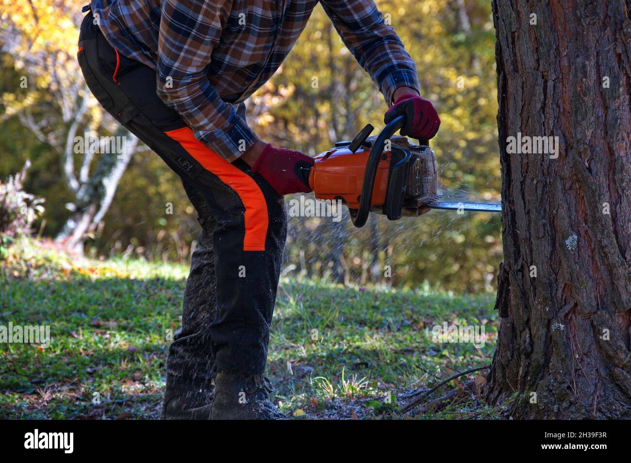 Cutting a tree hi-res stock photography and images - Alamy