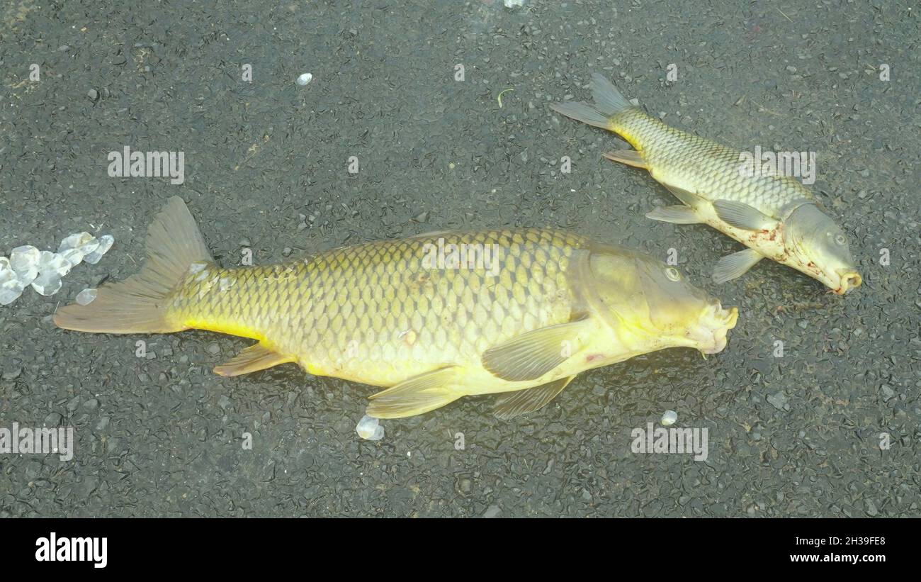 Dead Common Carp