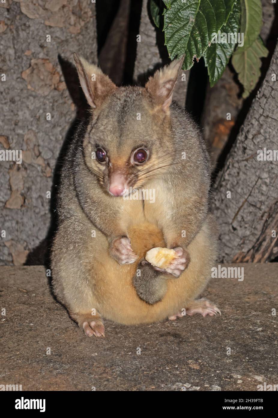 Common brushtail possum hi-res stock photography and images - Alamy