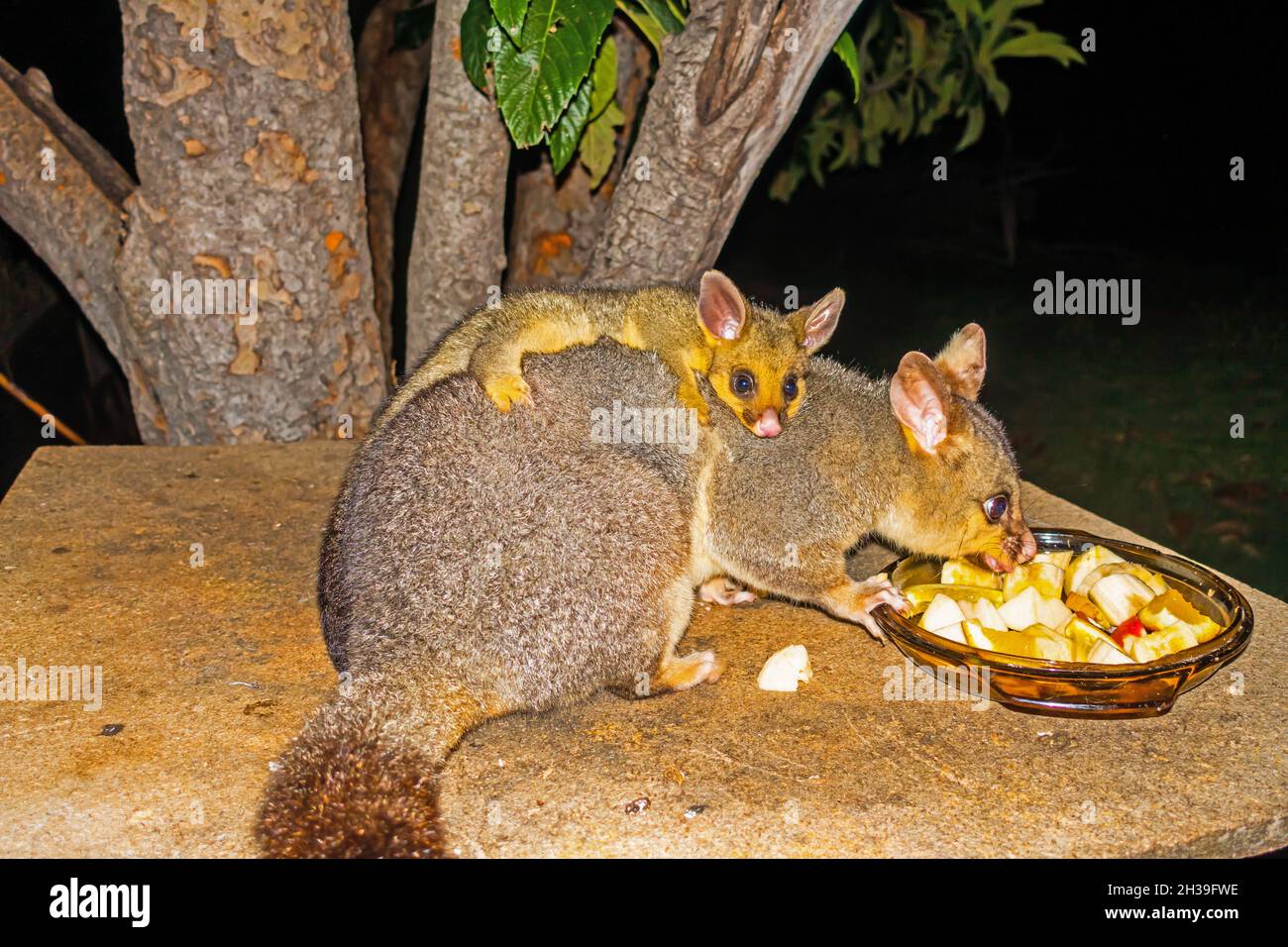 Common Brushtail Possum, Trichosurus vulpecula with Joey Stock Photo ...