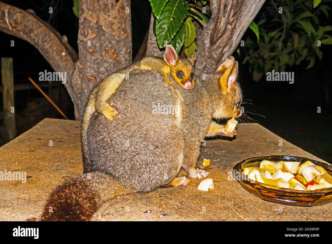Common Brushtail Possum, Trichosurus vulpecula with Joey Stock Photo ...