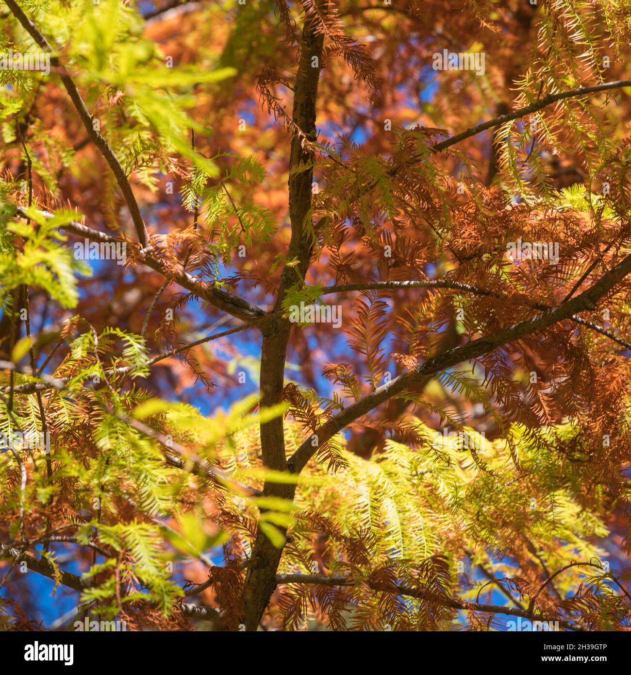 colours of autumn leaves in a tree Stock Photo - Alamy