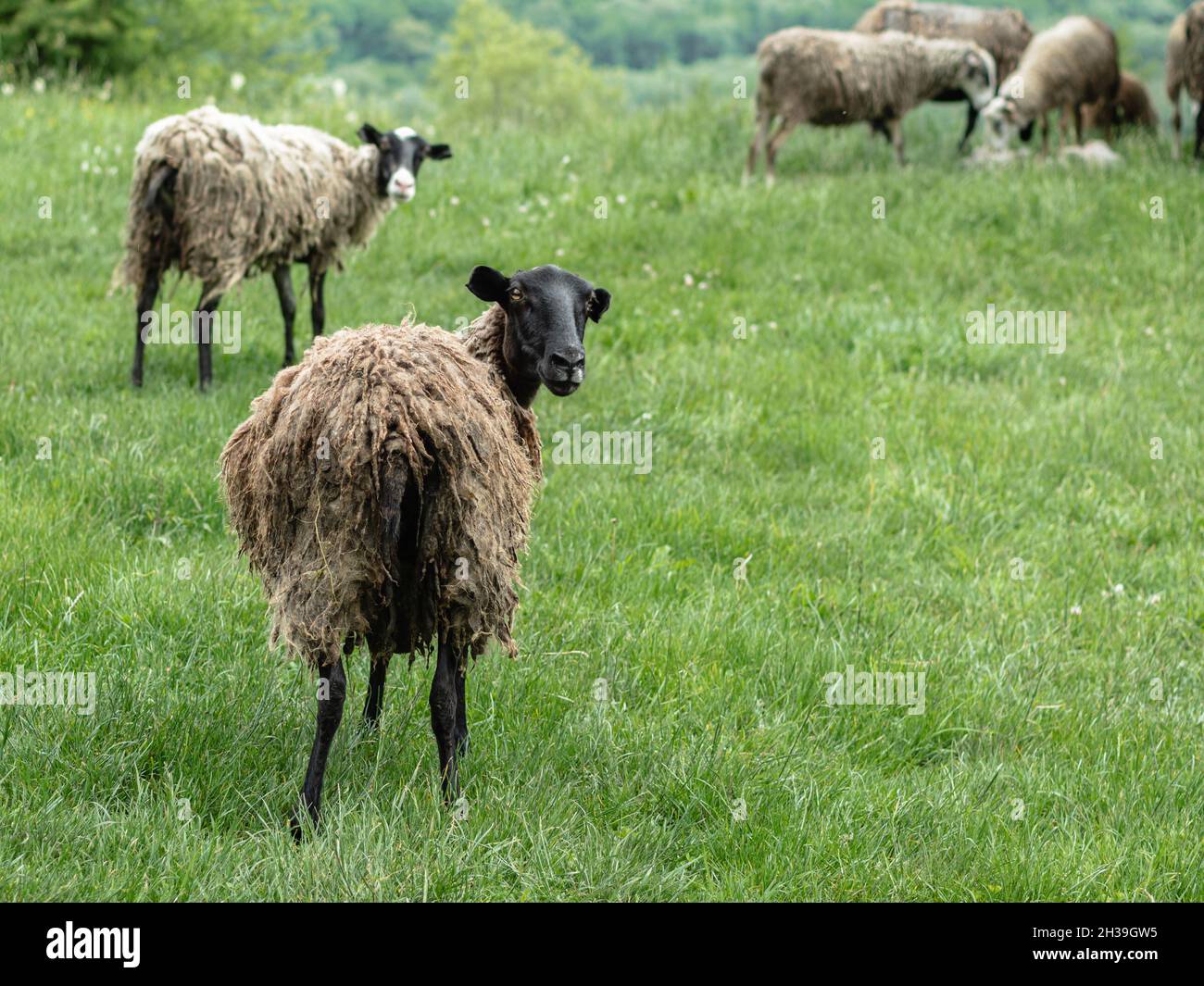 Two sheep with dirty wool standing back to the camera are looking into ...