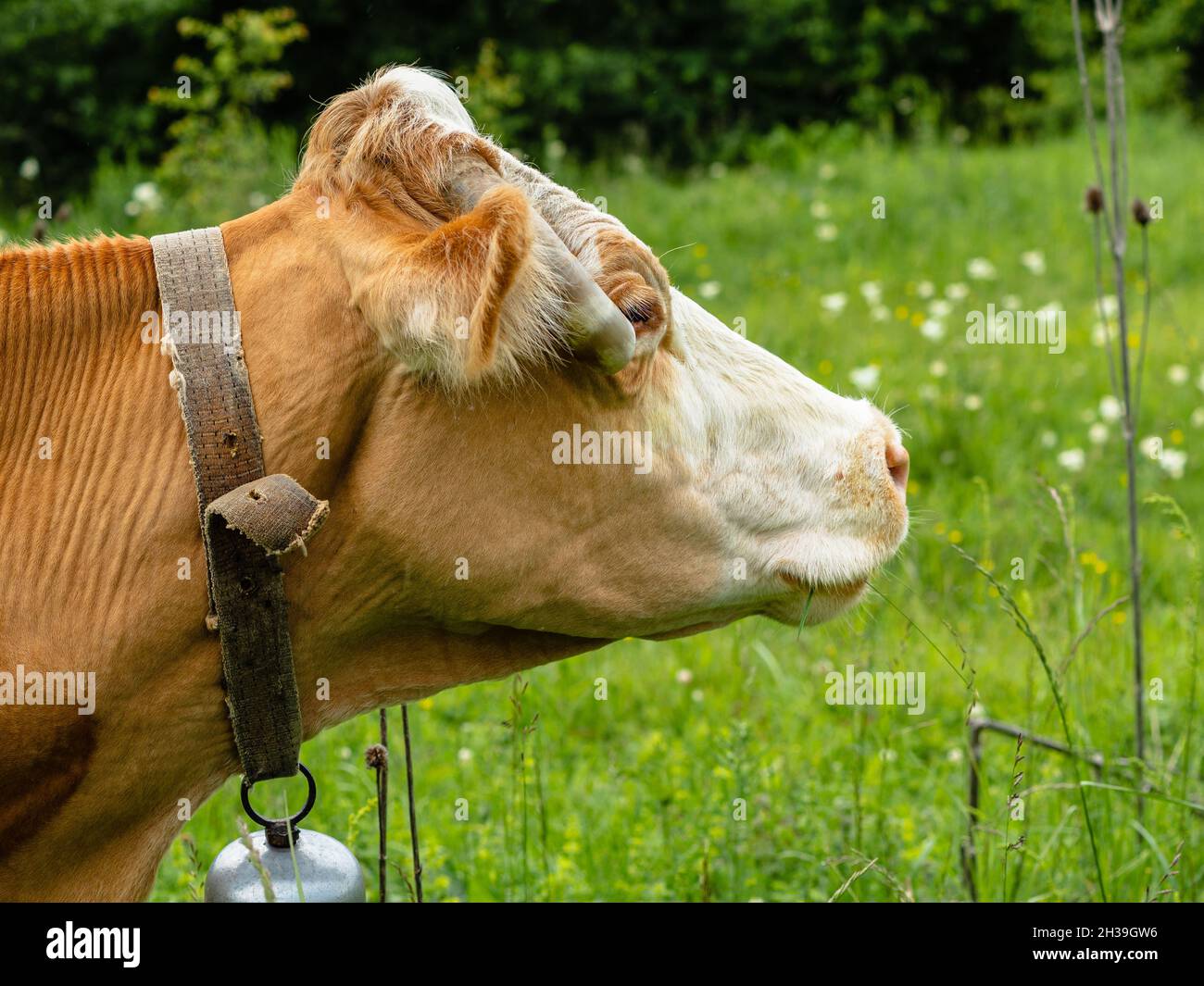 Head of a brown cow in close-up. Side view. On the neck hangs a bell ...