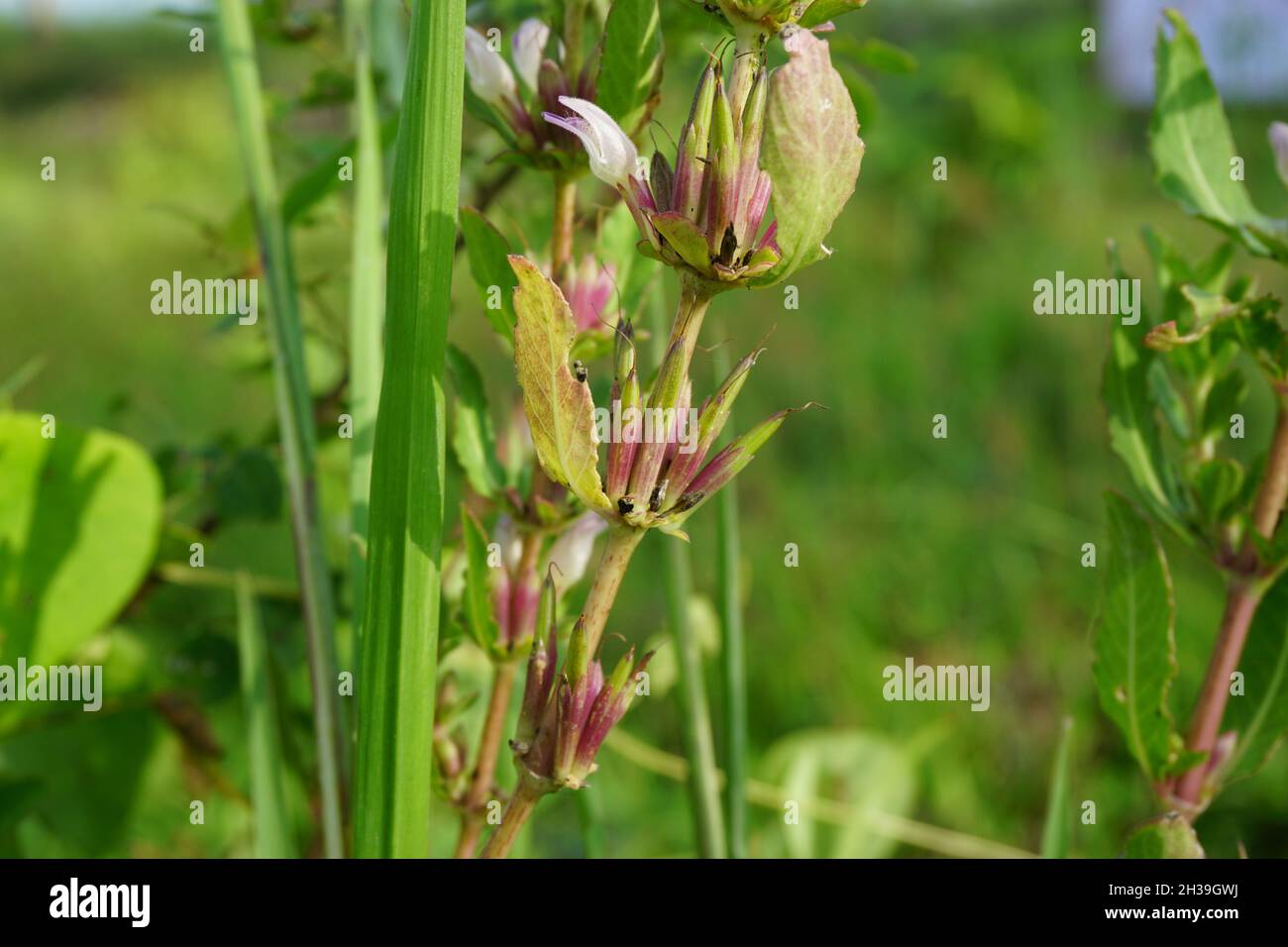 Gentianella amarella (also called autumn gentian, autumn dwarf gentian ...