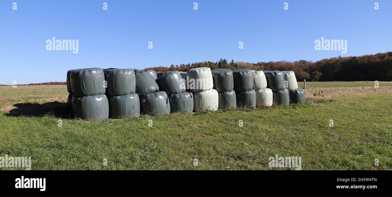around many white silo bales lie on a meadow Stock Photo - Alamy