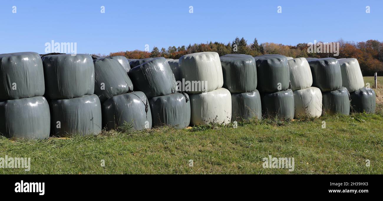 around many white silo bales lie on a meadow Stock Photo - Alamy