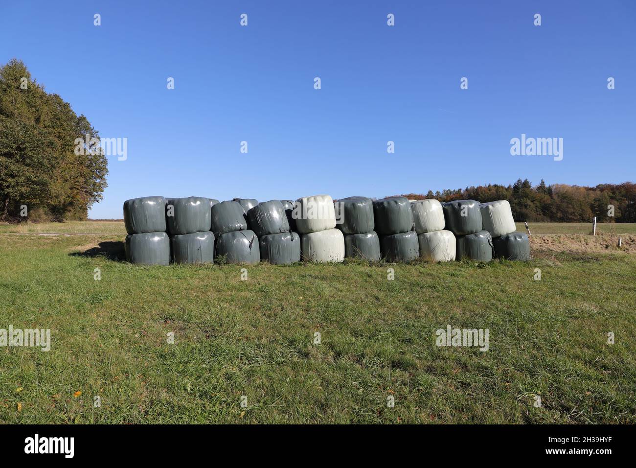around many white silo bales lie on a meadow Stock Photo - Alamy