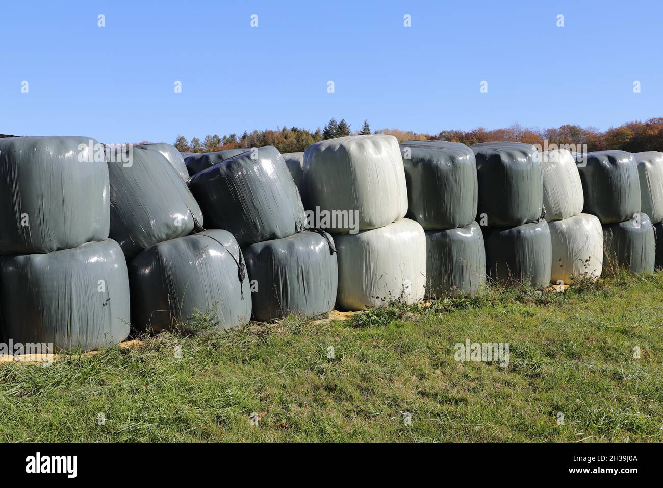 around many white silo bales lie on a meadow Stock Photo - Alamy