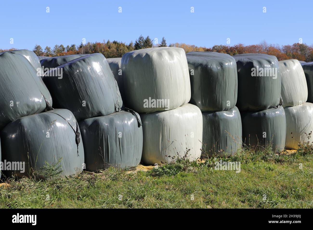 around many white silo bales lie on a meadow Stock Photo - Alamy