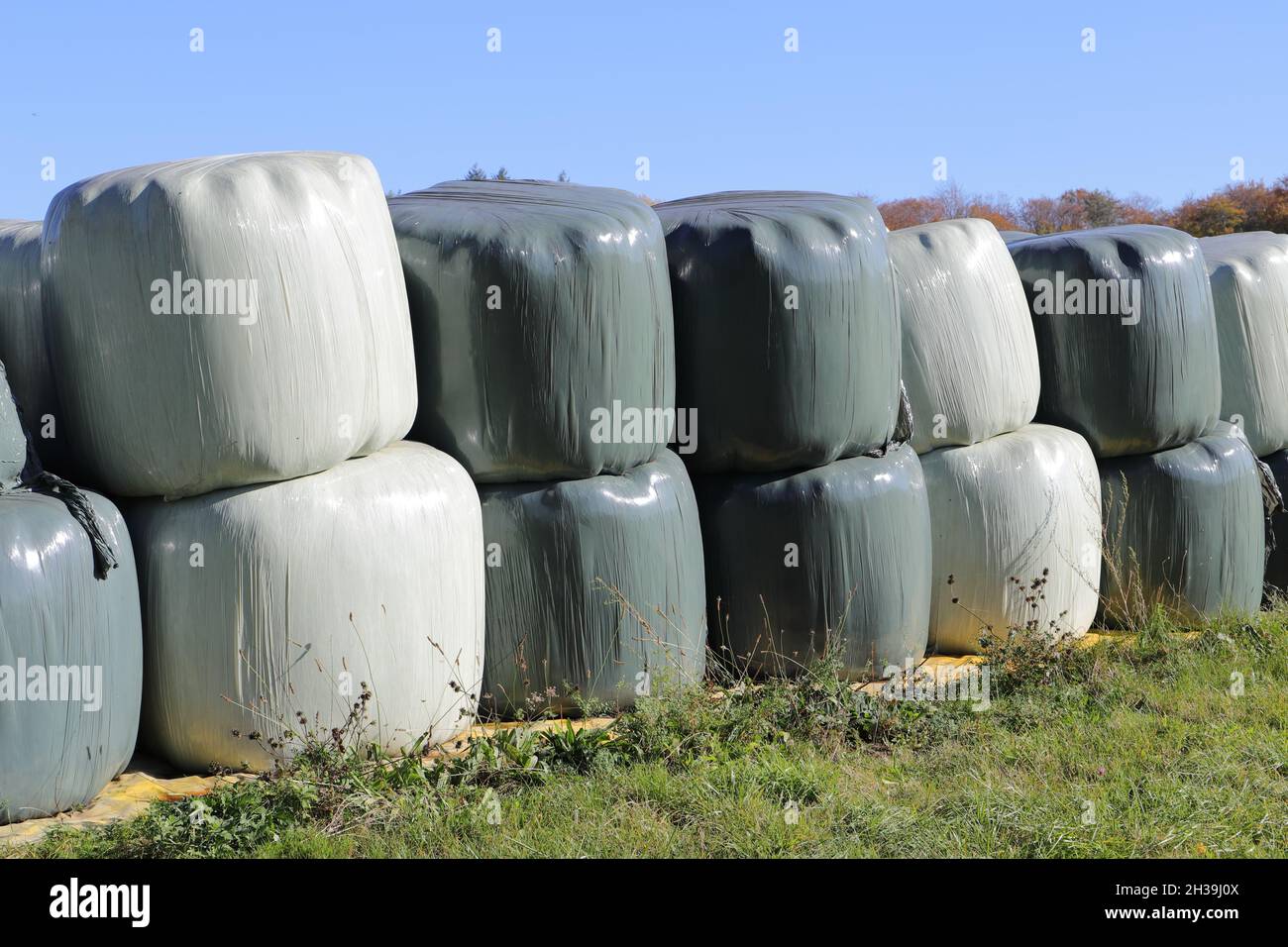 around many white silo bales lie on a meadow Stock Photo - Alamy