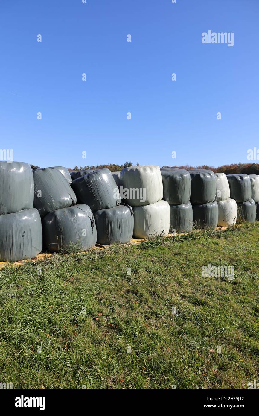 around many white silo bales lie on a meadow Stock Photo - Alamy