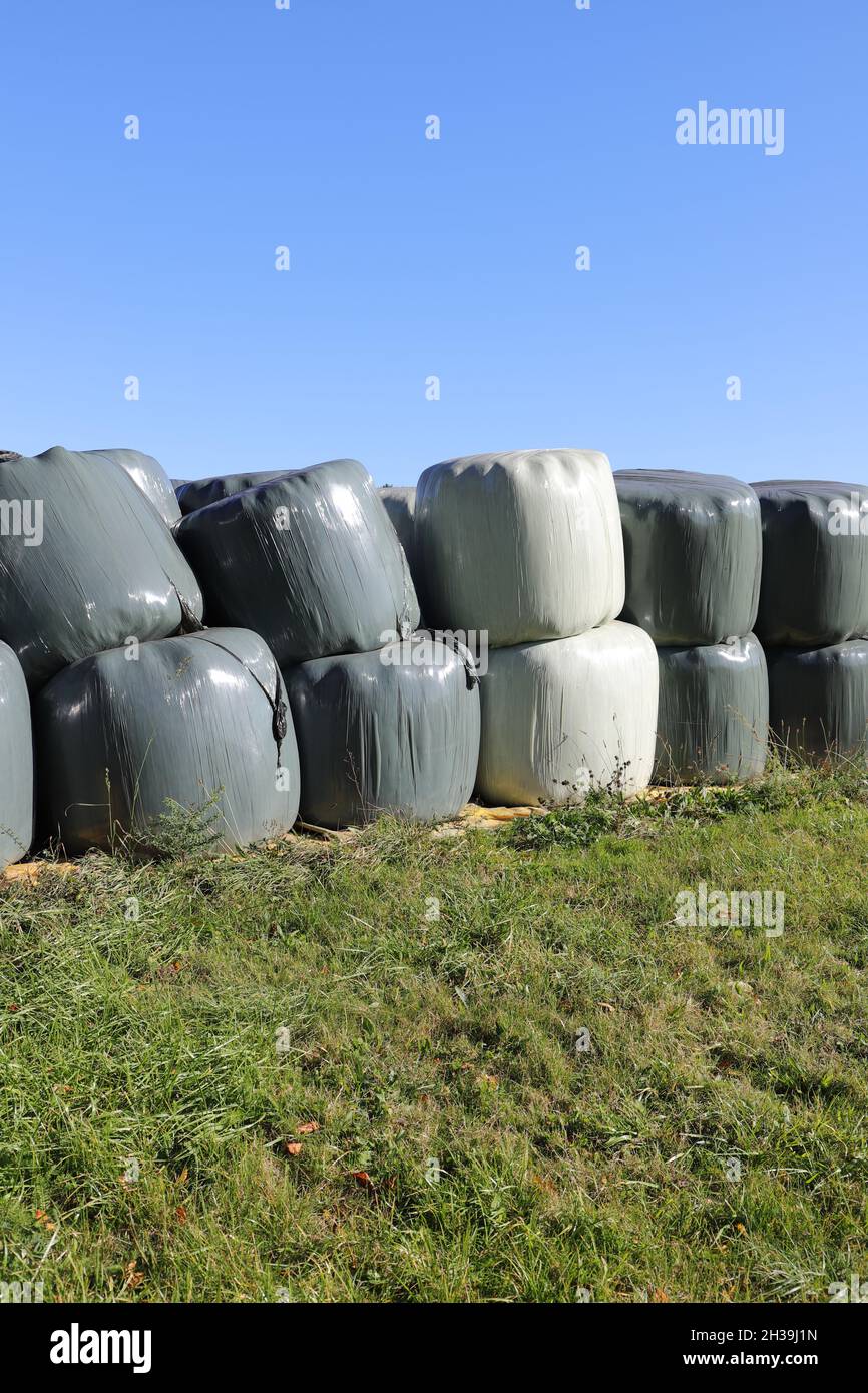 around many white silo bales lie on a meadow Stock Photo - Alamy