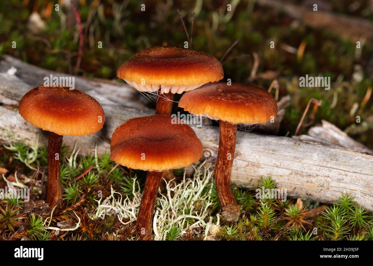 The kingdom of fungi hi-res stock photography and images - Alamy