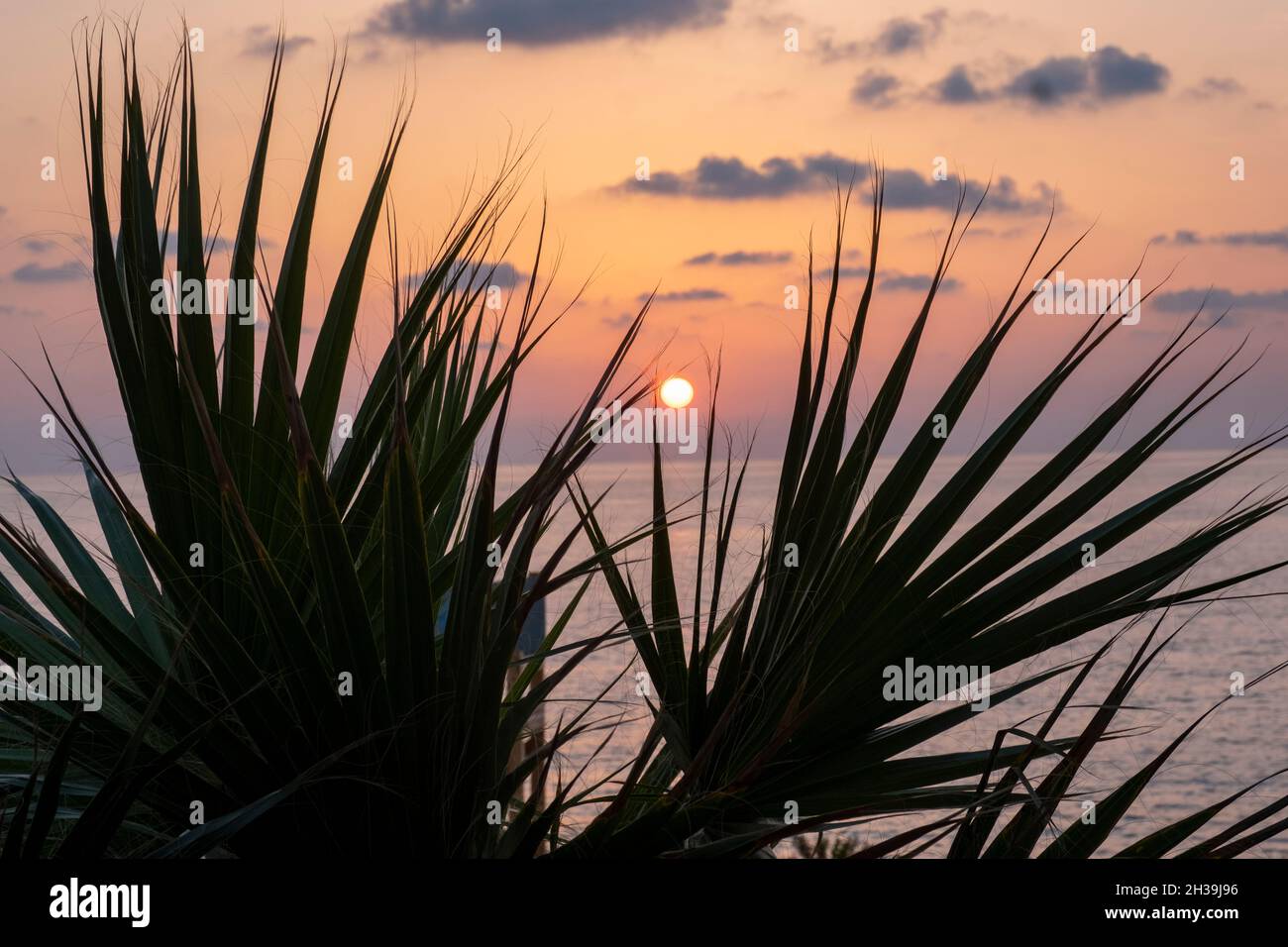 Sunset viewed through the the leaves of a palm tree, Paphos, Cyprus ...