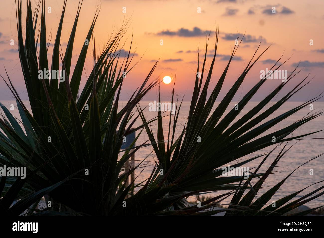 Sunset viewed through the the leaves of a palm tree, Paphos, Cyprus ...