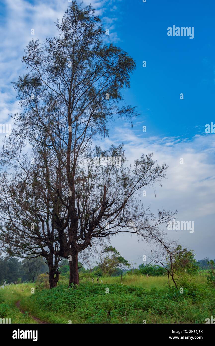 A Casuarina tree near Suruchi Beach in Vasai Stock Photo - Alamy