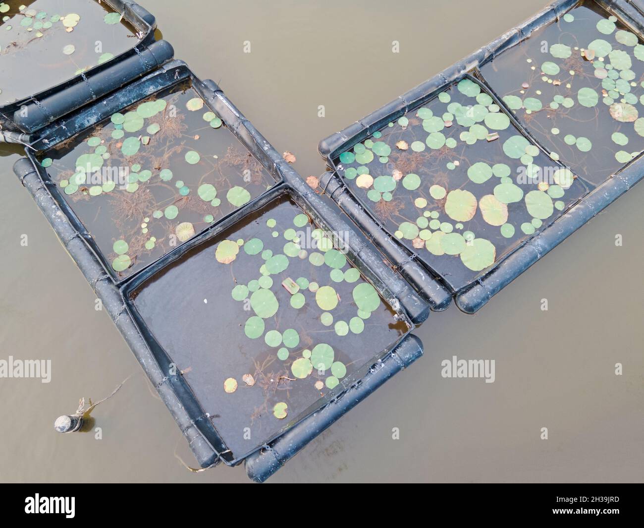 Water lily roots floating hi-res stock photography and images - Alamy