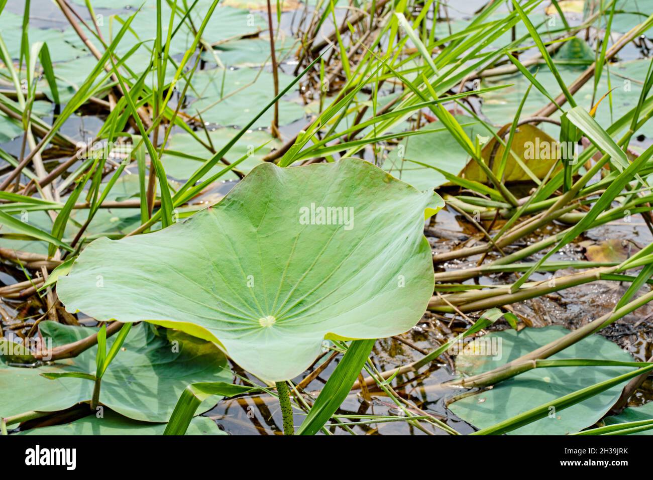 A large lotus leave standing above water level on a pond in Lake Chini ...