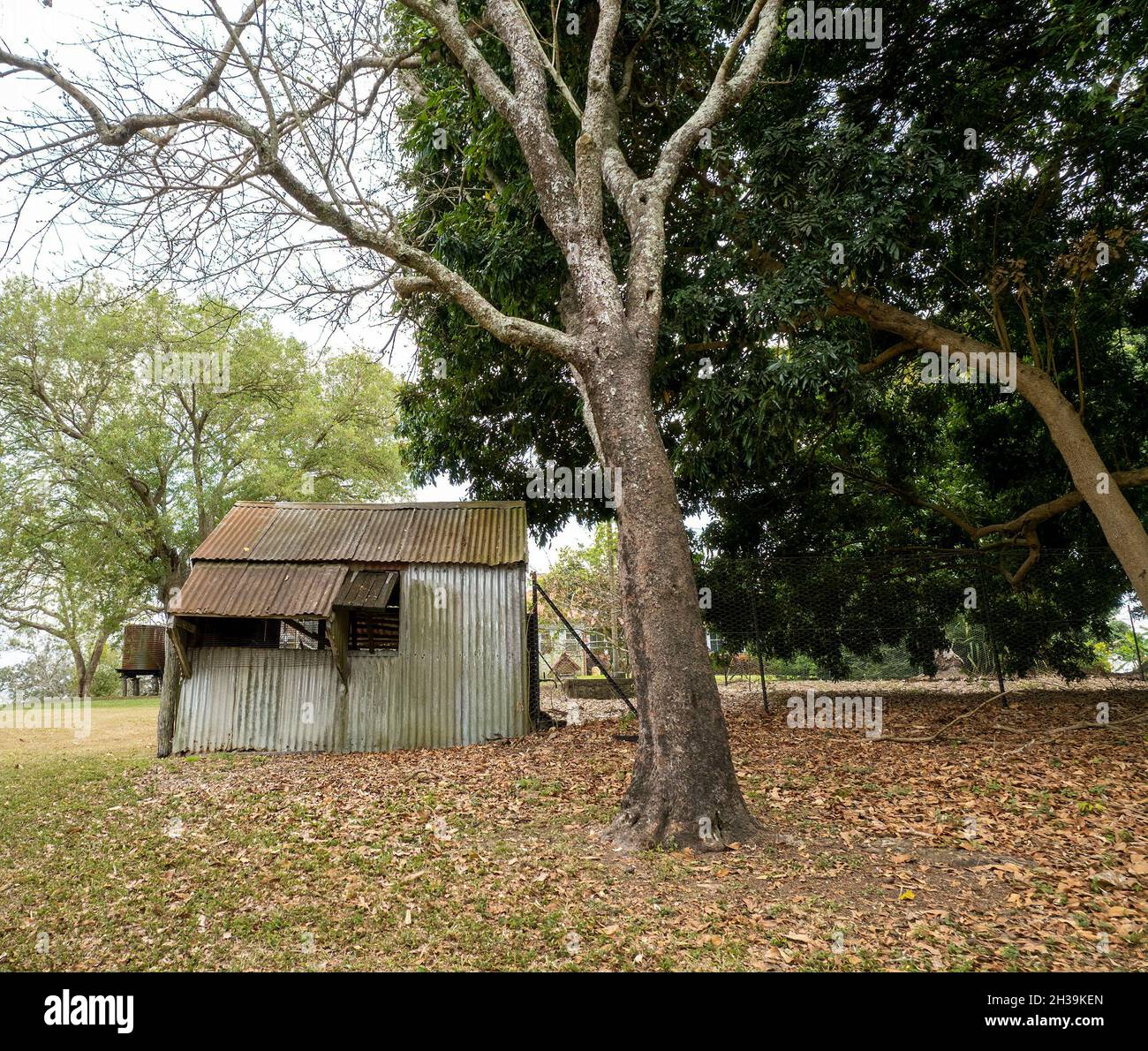 And old rusting corrugated iron hut with pop up windows now used as a ...