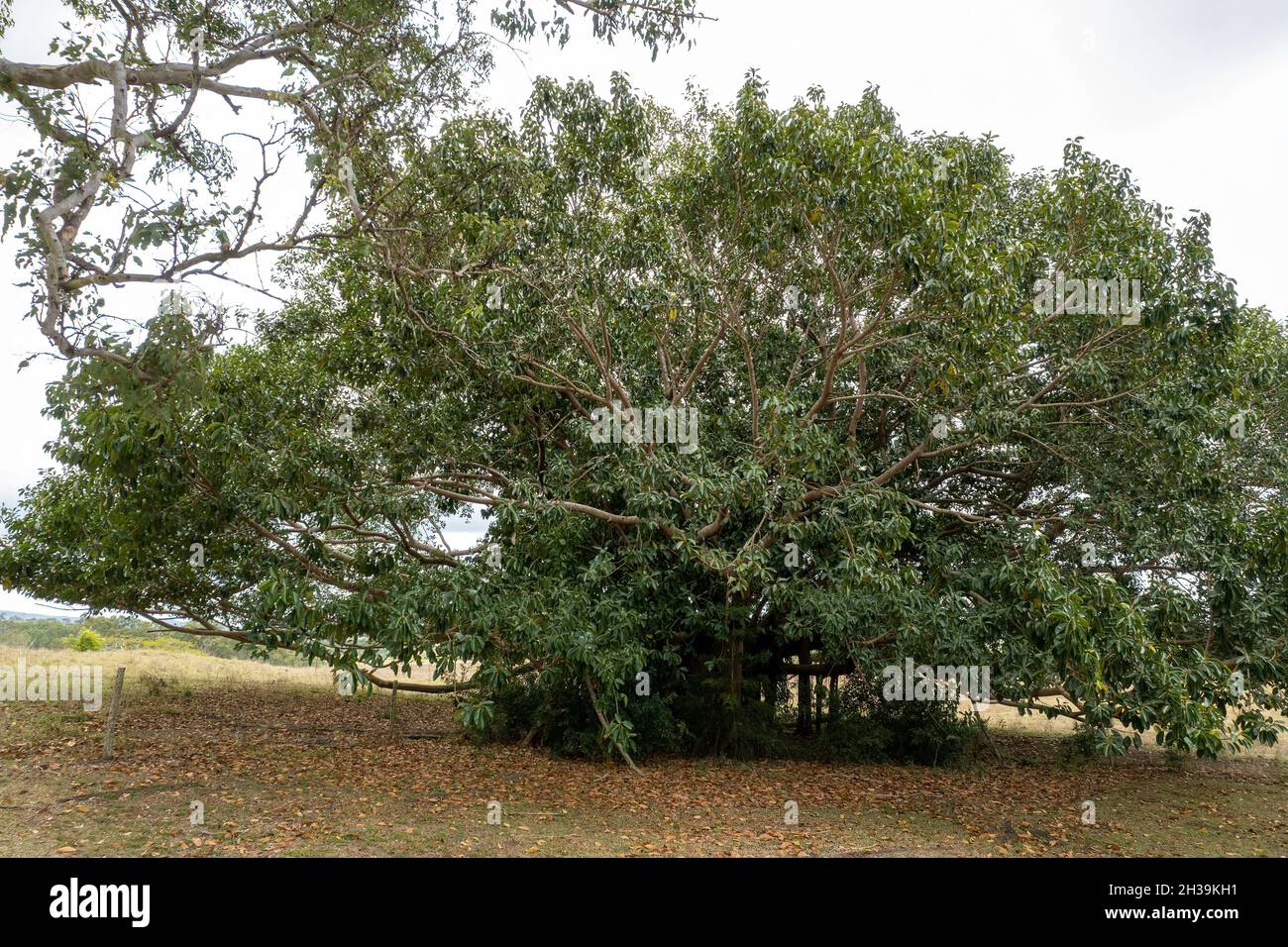 Spreading tree branches australia hi-res stock photography and images ...