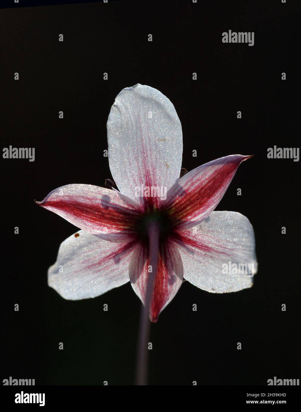 Extremely eye-catching with its blurred and darkened background, This ...