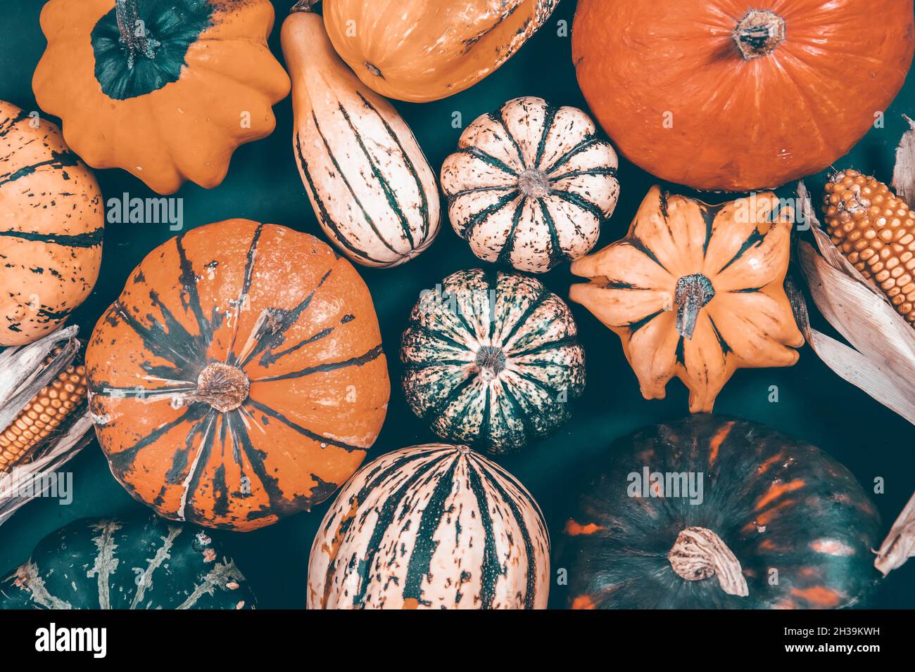 Colorful varieties of pumpkins and squashes.Autumn pumpkin thanksgiving ...