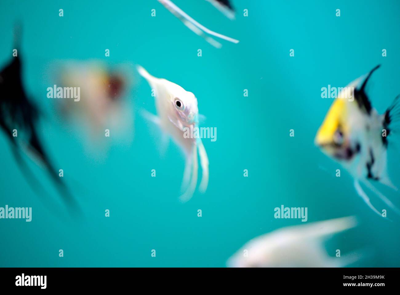 Silver fish is swimming in aquarium in blue water Stock Photo - Alamy