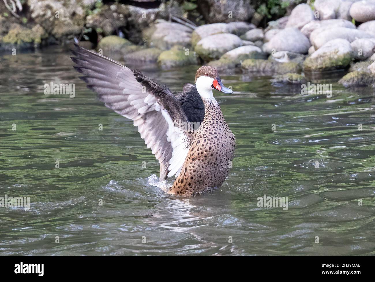 Teal bird landing hi-res stock photography and images - Alamy