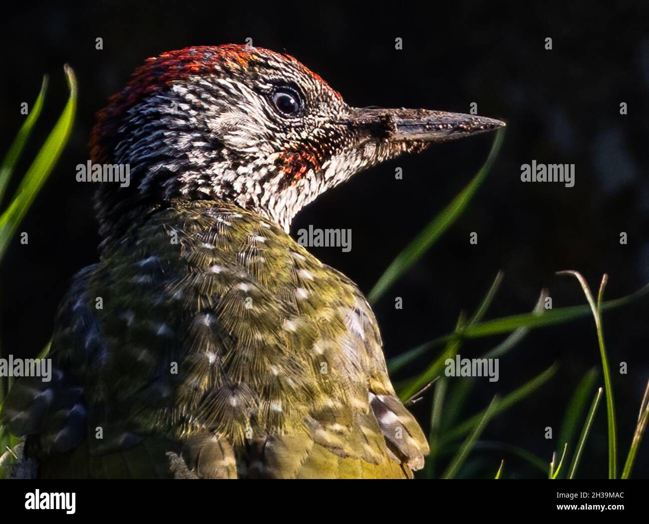 Closeup shot of a European green woodpecker bird Stock Photo - Alamy