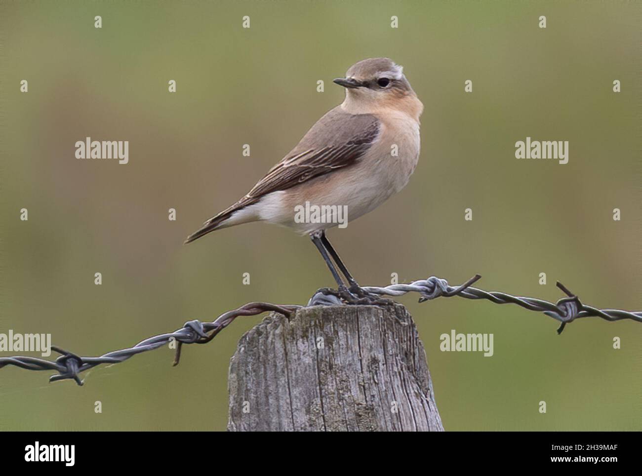 Northern wheateater hi-res stock photography and images - Alamy