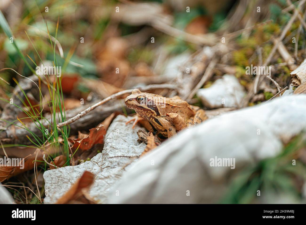 frog in the forest Stock Photo - Alamy