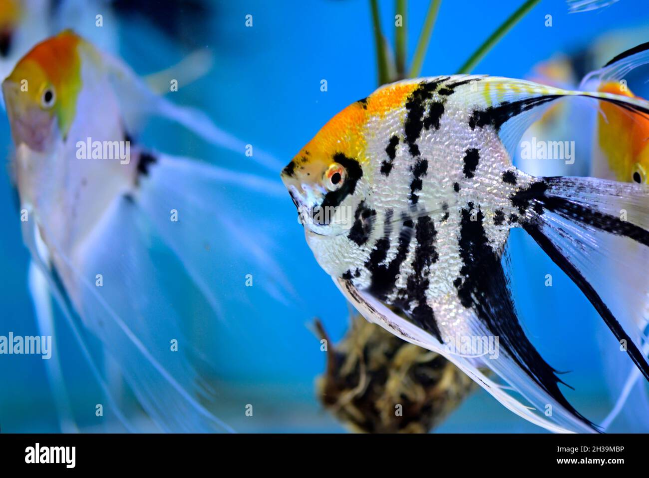 Angelfish swimming underwater hi-res stock photography and images - Alamy