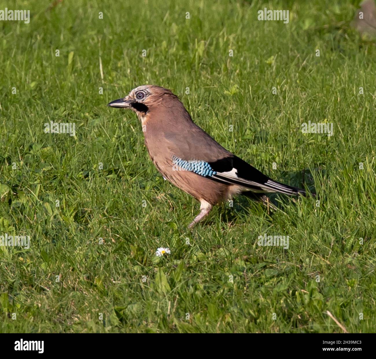 Jay thrush hi-res stock photography and images - Alamy