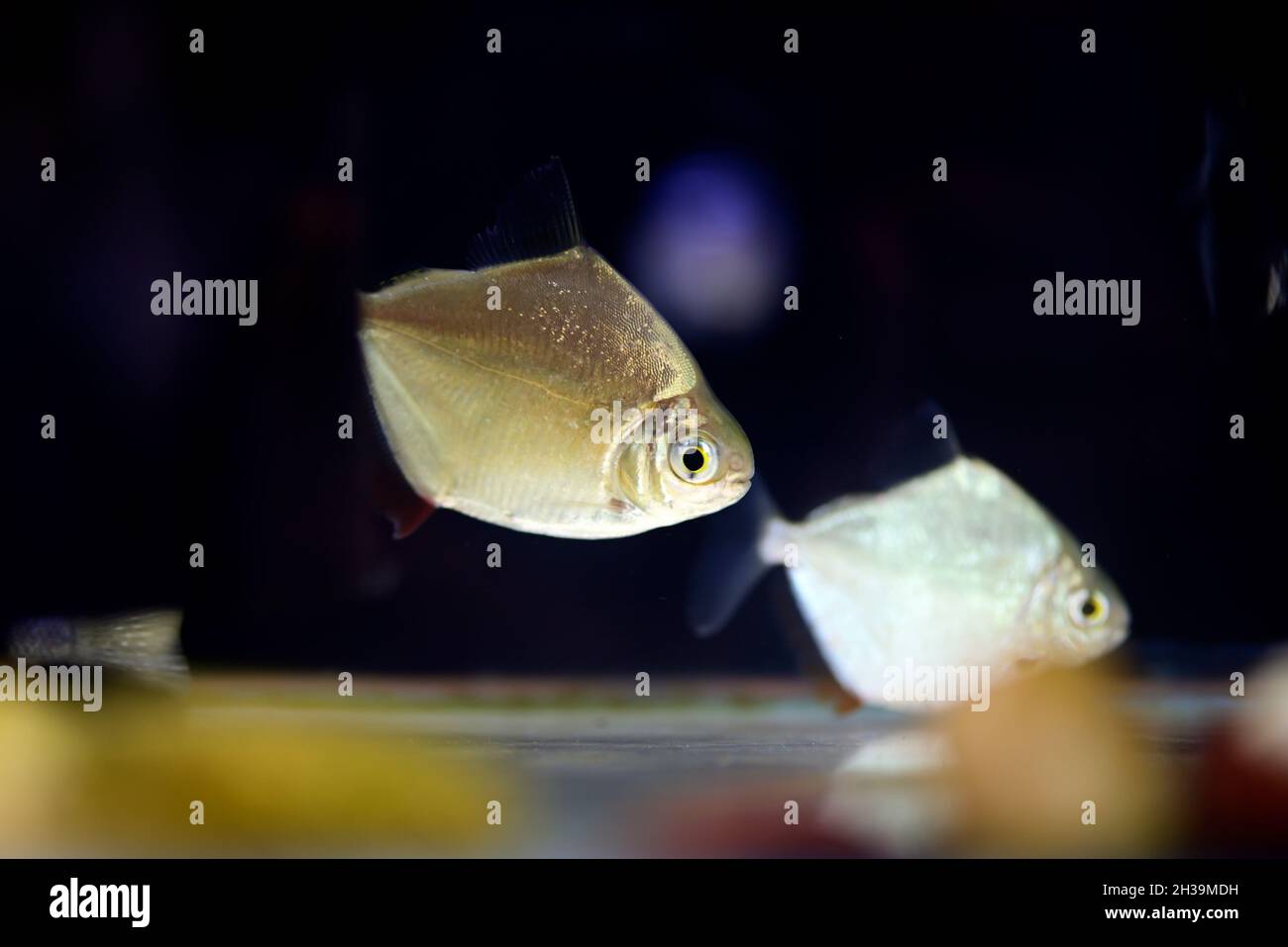Silver dollar fish swim in a fresh water against black background in ...