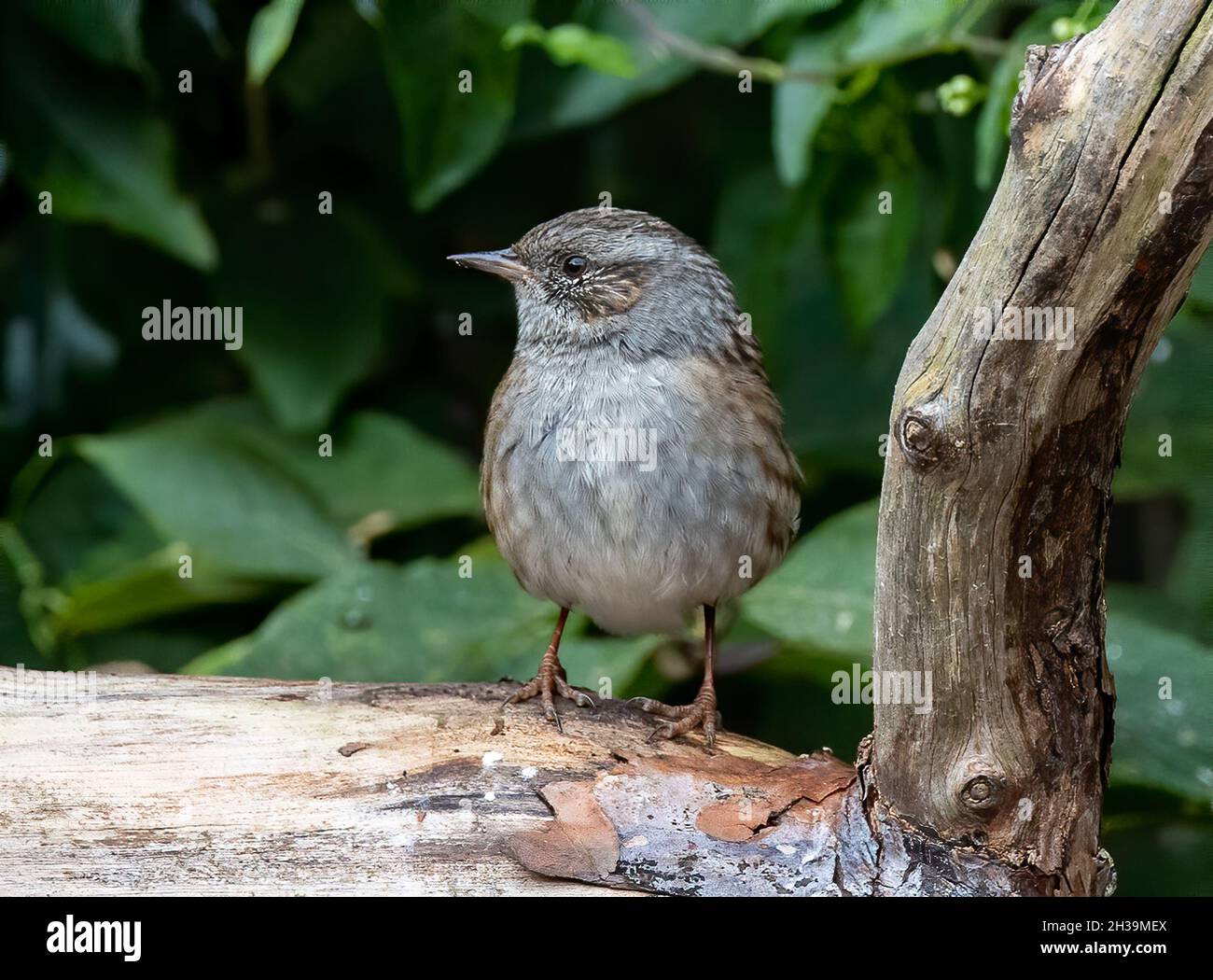 Closeup shot of a dunnock bird perched on a branch Stock Photo - Alamy