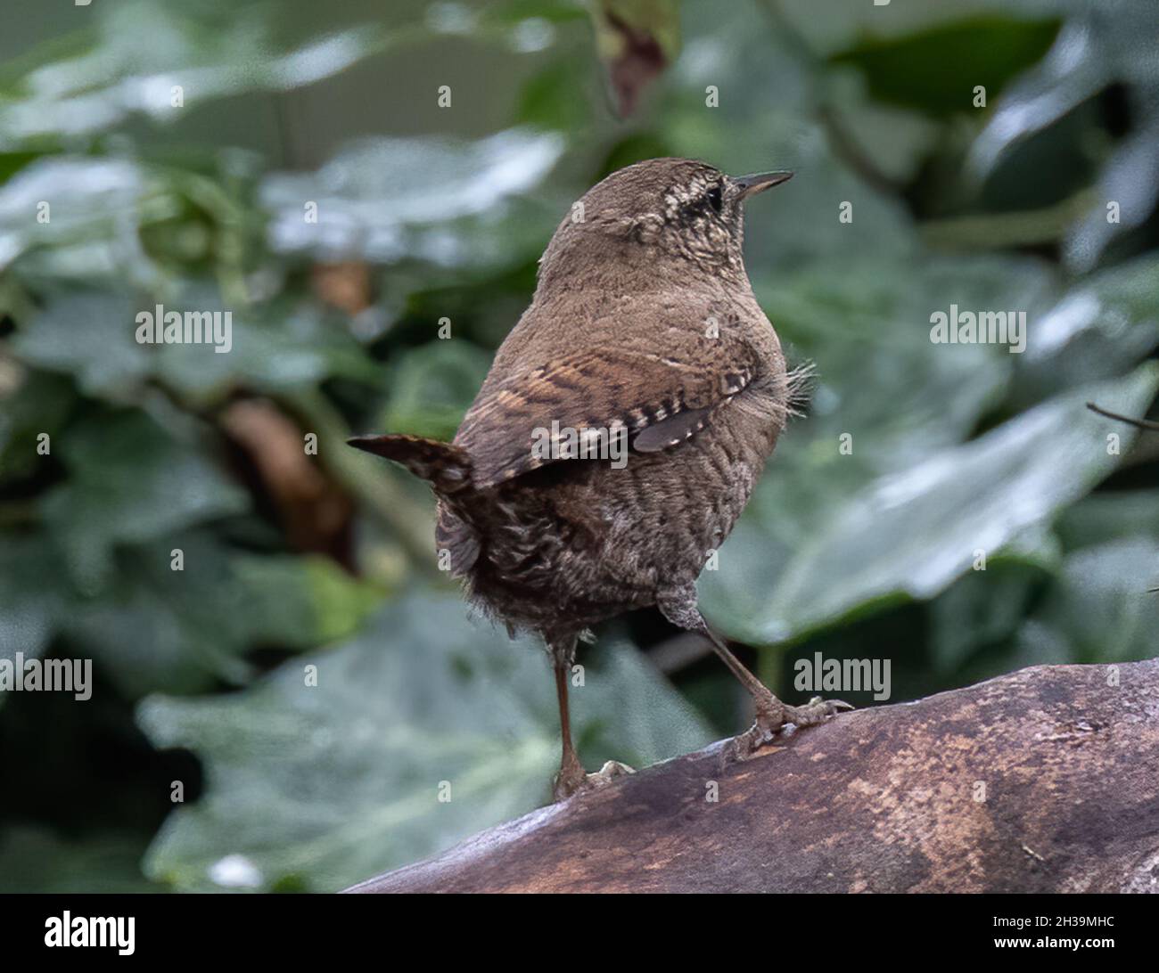 Closeup shot of a dunnock bird perched on a branch Stock Photo - Alamy