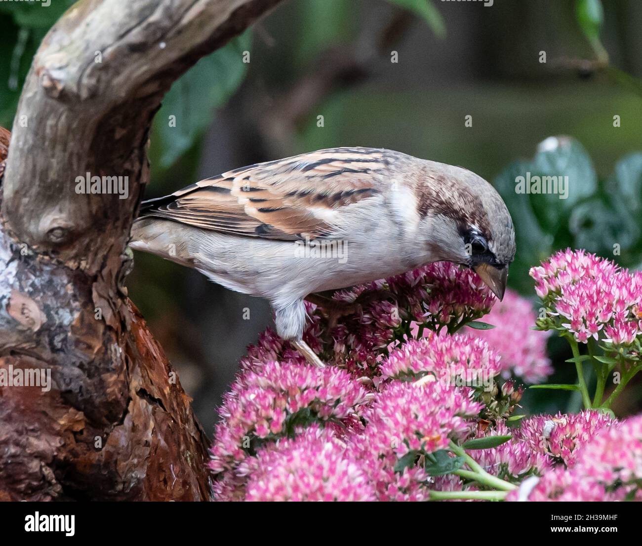 Closeup shot of a sparrow perched on pink flower Stock Photo - Alamy