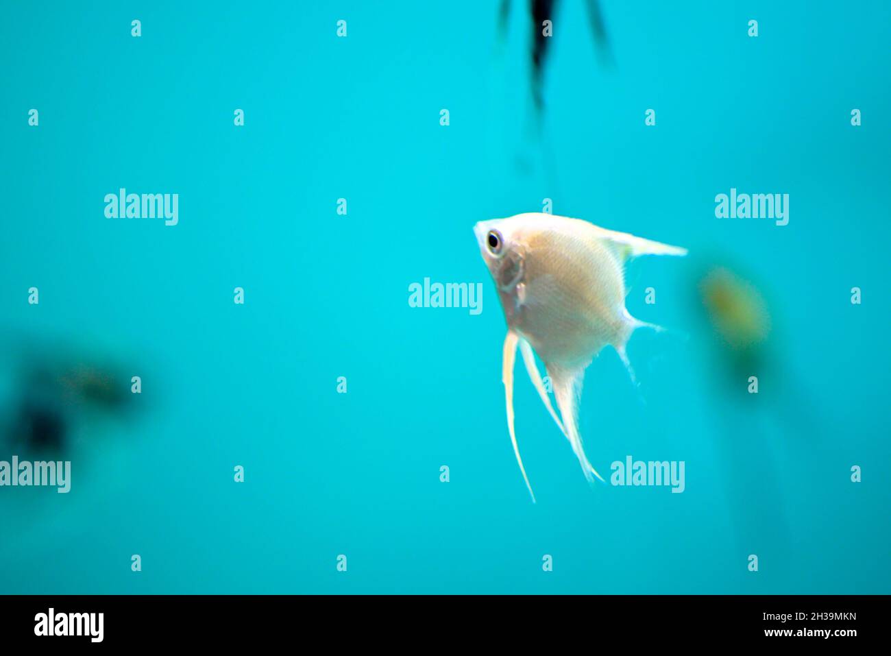 Silver fish is swimming in aquarium in blue water Stock Photo - Alamy
