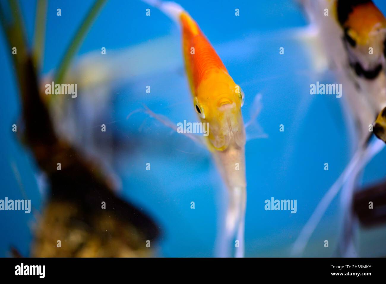 Extreme close-up of angelfish swimming in aquarium fresh water Stock ...