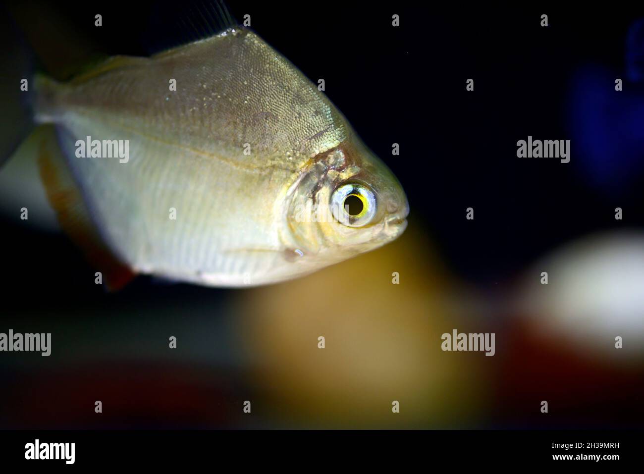 Silver dollar fish swim in a fresh water against black background in ...