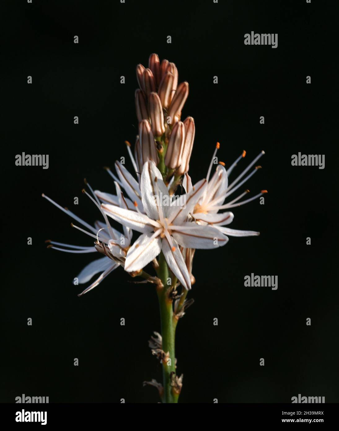 High Quality Close Up Photo of a Plant Which has an Eye Catching Beauty ...