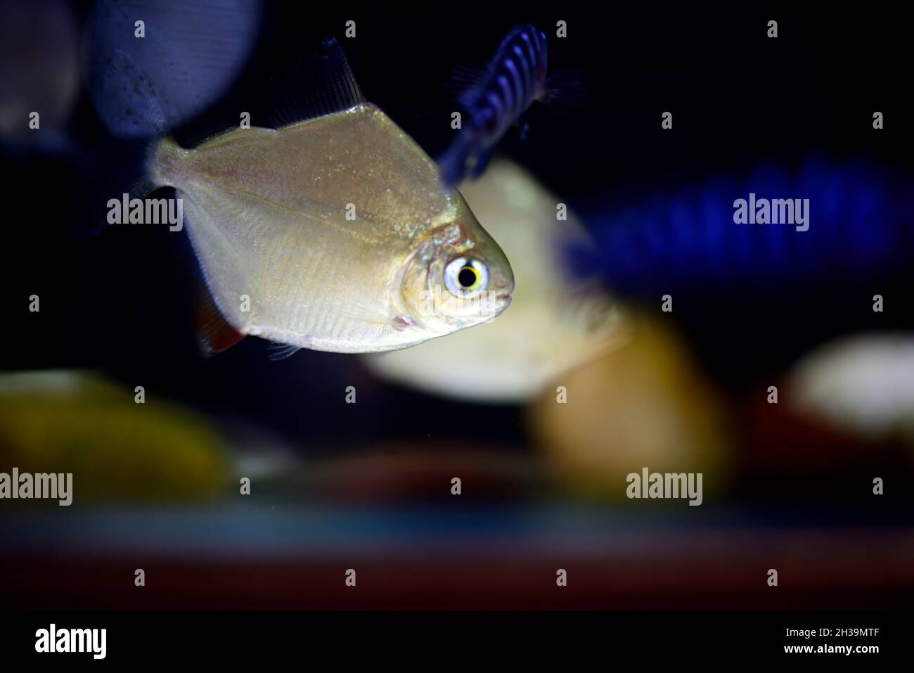 Silver dollar fish swim in a fresh water against black background in ...