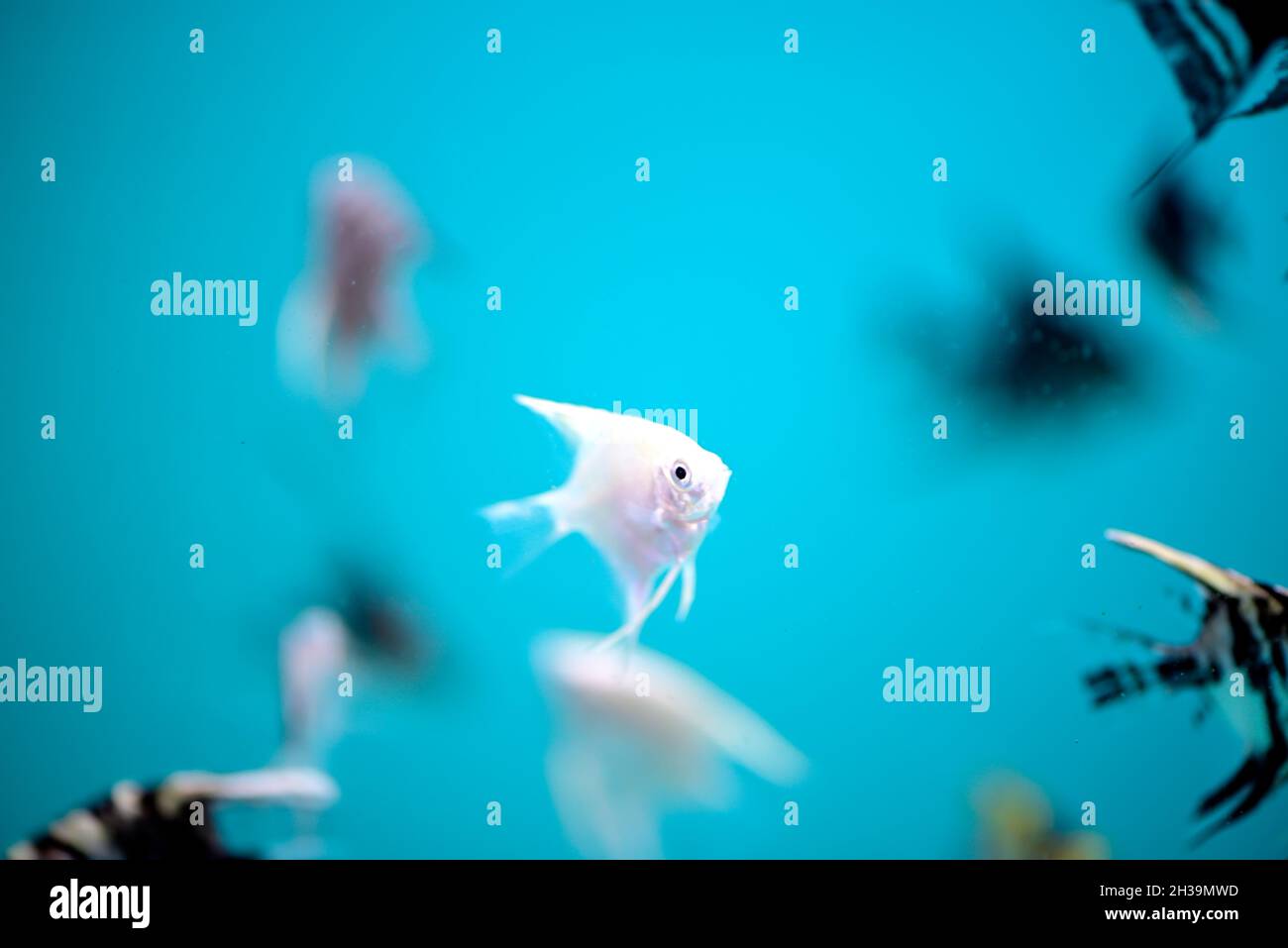 Silver fish is swimming in aquarium in blue water Stock Photo - Alamy