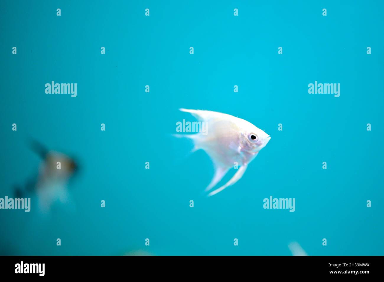 Silver fish is swimming in aquarium in blue water Stock Photo - Alamy
