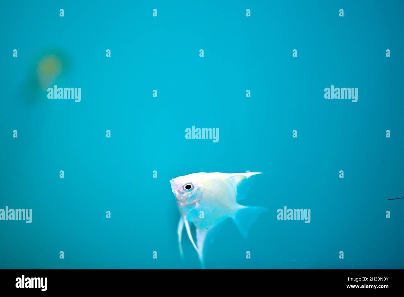 Silver fish is swimming in aquarium in blue water Stock Photo - Alamy