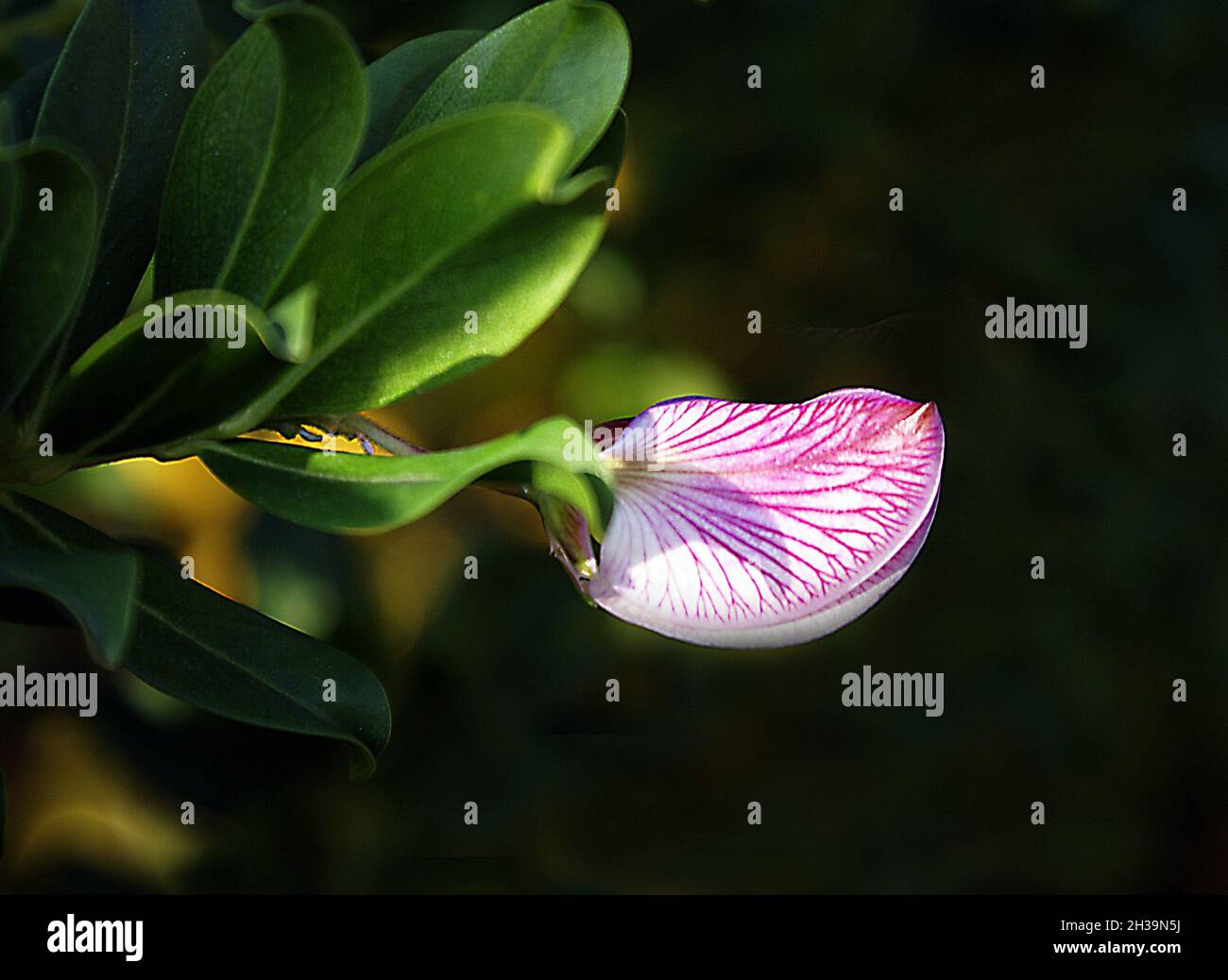 High Quality Close Up Photo of a Plant Which has an Eye Catching Beauty ...