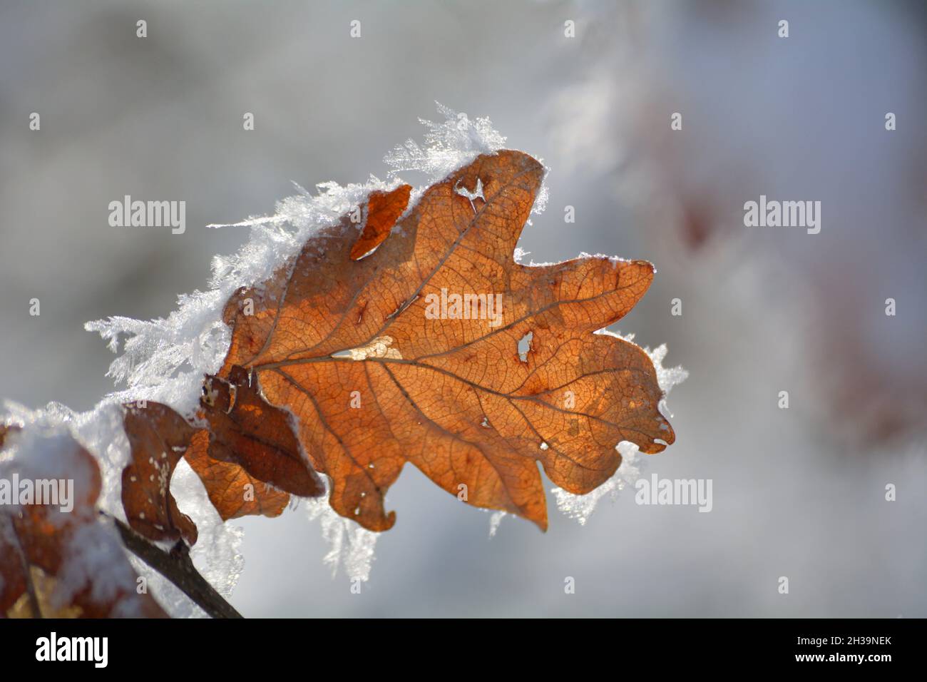 Frozen Leaf 2 Stock Photo - Alamy