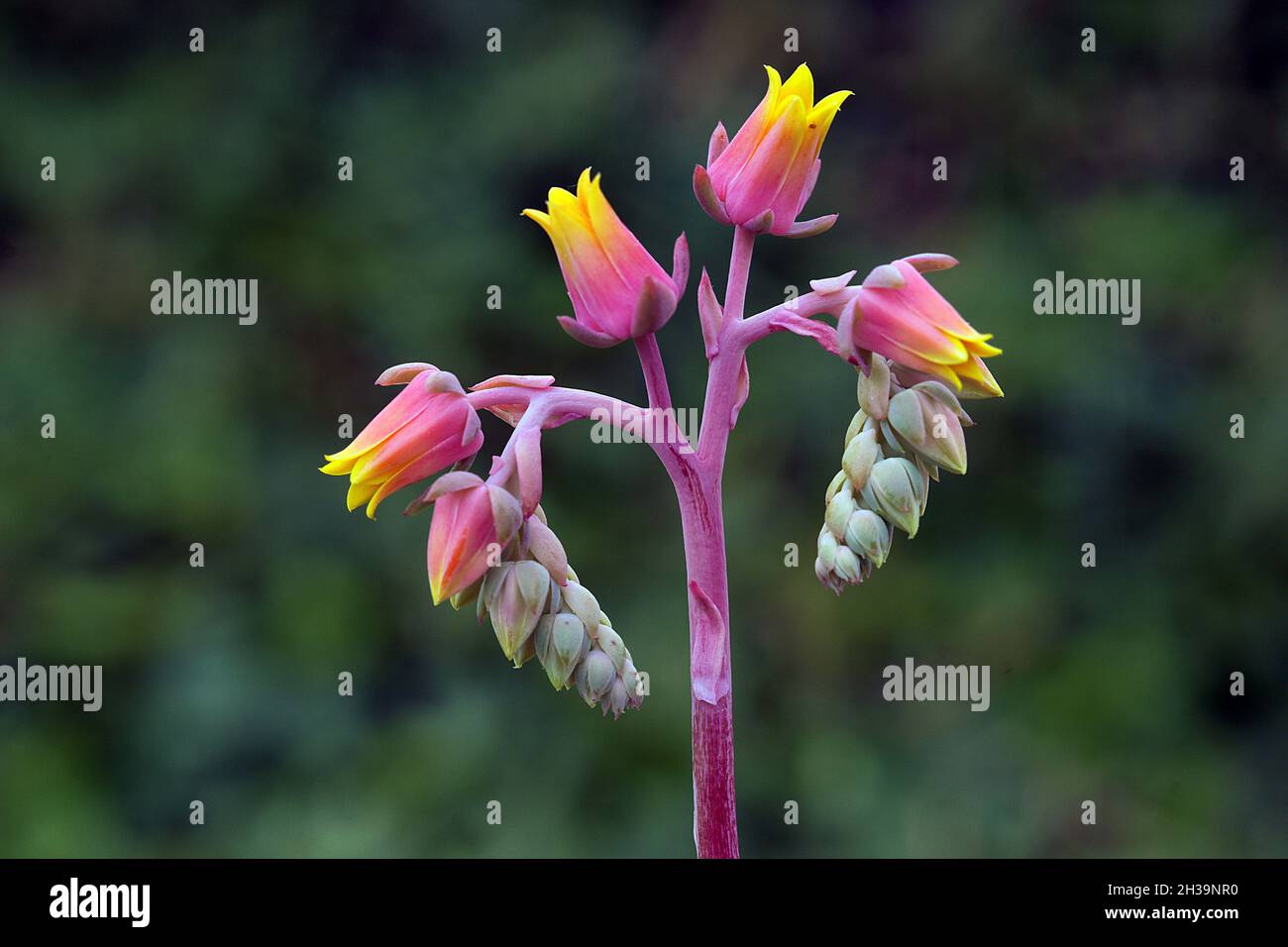 High Quality Close Up Photo of a Plant Which has an Eye Catching Beauty ...