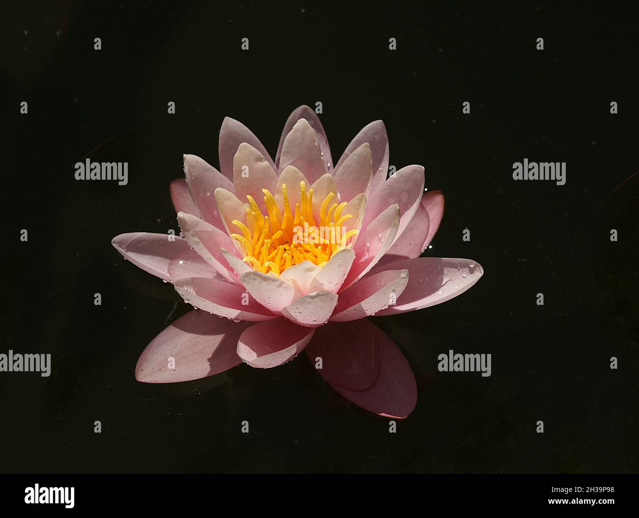 High Quality Close Up Photo of a Plant Which has an Eye Catching Beauty ...